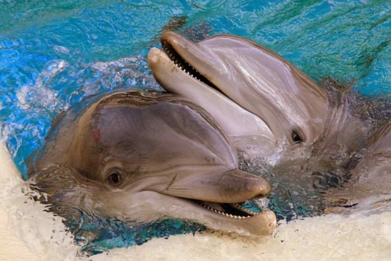 In questo posto (in Italia) potrai ammirare delfini e balenottere