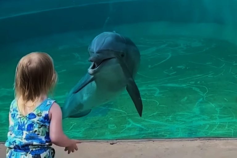Il delfino si avvicina alla bambina e accade questo... VIDEO