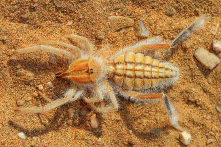 Il Ragno Cammello, un incrocio tra un ragno e uno scorpione