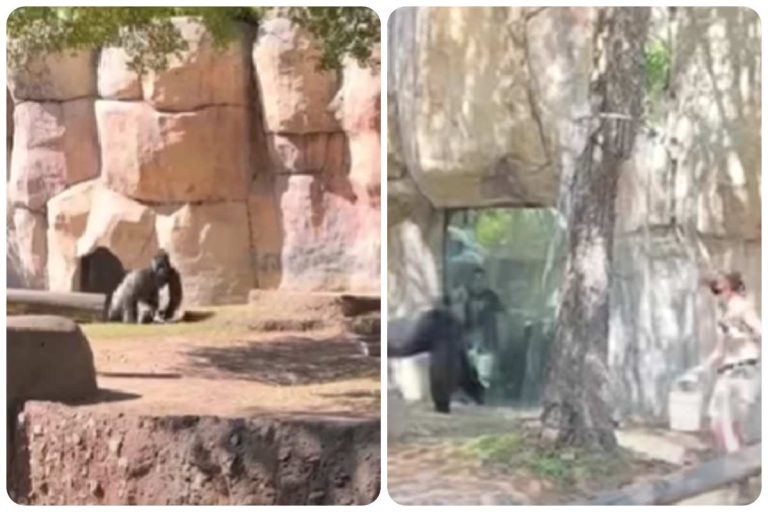 Dipendente dello zoo resta intrappolato col gorilla: il VIDEO virale